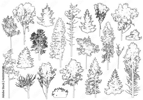 Set Of Coniferous And Deciduous Trees For Architecture And Landscape Design Line Drawing