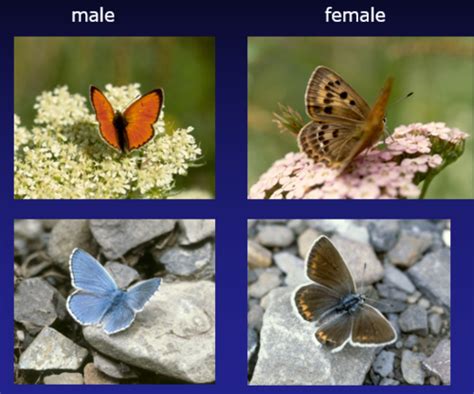 1 Species & Taxonomy Flashcards | Quizlet