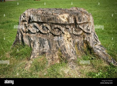 CARVED TREE STUMP LOUGH KEY FOREST PARK IRELAND JUNE Old Tree Stup With Celtic