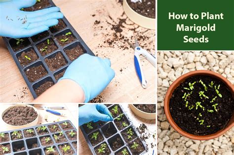 How To Plant Marigold Seeds Growing Them Indoors And Outdoors
