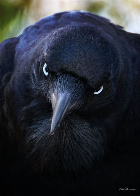 Pin By Markie Paxton On Animal Beauty Shots Black Bird Beautiful