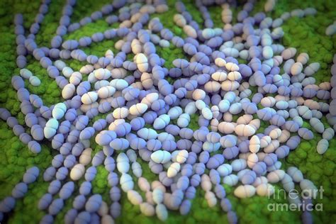 Streptococcus Mutans Bacteria Photograph By Roger Harris Science Photo Library Fine Art America