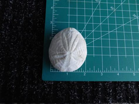 Fossil Sea Urchin Calcified Fossils And Artifacts For Sale Paleo Enterprises