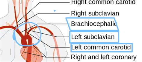 Cardio Vasculature System Flashcards Quizlet