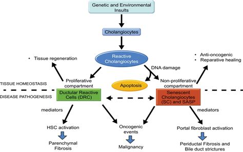 The Spectrum Of Reactive Cholangiocytes In Primary Sclerosin Hepatology