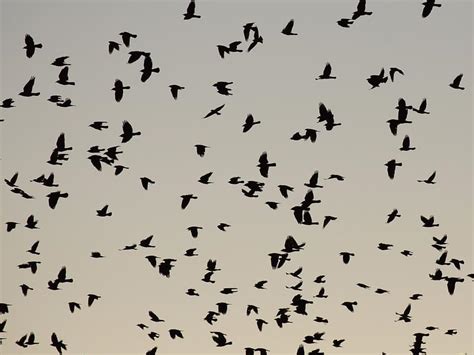 Do Crows Migrate Complete Guide Birdfact