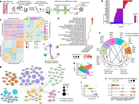 Medical Xpress On Linkedin Scientists Identify T Cell Differentiation Nodes To Improve Cancer