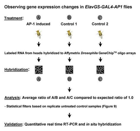 microarray experimental design analysis and validation to induce ap 1