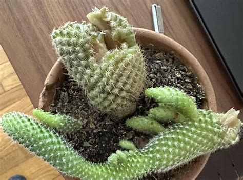 Cactus Rot Rcactus