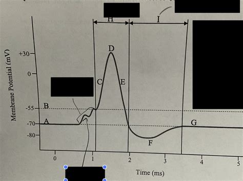 Steps Of An Action Potential Diagram Diagram Quizlet