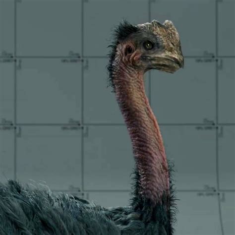Featherless Emu