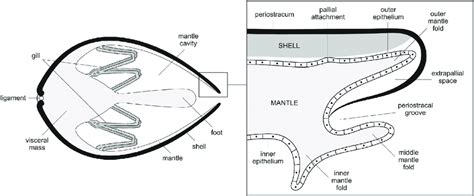 Schematic Of Bivalve Morphology A Generalized Bivalve Morphology