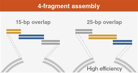 Neb Expressions 2021 Issue 3 Expressions Neb Expressions Rna Synthesis Mrna Capping