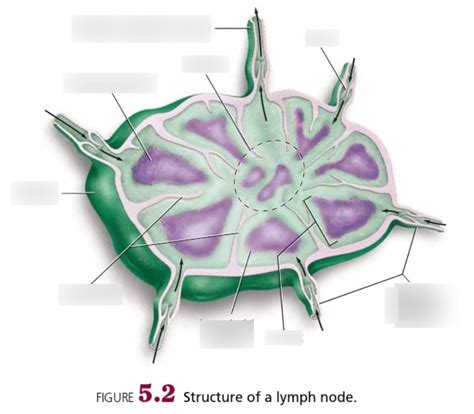 Lab 5 Diagram Quizlet