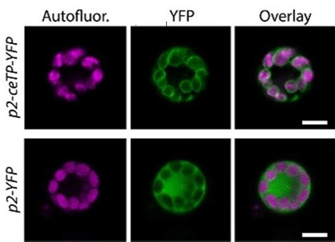 A High Throughput Transient Expression System For Rice Plant Cell Environ Plantae