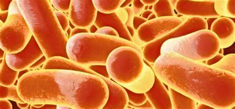 C Diff Protocol Kalish Institute