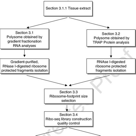 Ribosome Profiling Experimental Overview Ribosome Protected Fragments Download Scientific