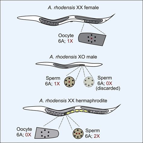 Sex And Gamete Specific Patterns Of X Chromosome Segregation In A
