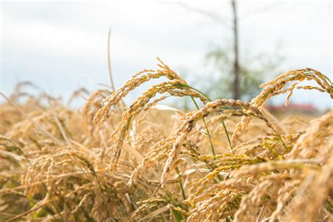 가을 벼 이삭 가을 수확 10 월 벼 수확 음식 초록 벼이삭 배경 일러스트 및 사진 무료 다운로드 Pngtree