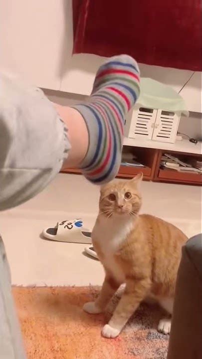 عشاق القطط توم وجيريقططحيواناتاسد Youtube