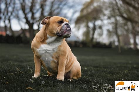 سگ نژاد انگلیش بولداگ تغذیه، مراقبت و ئیژگی های رفتاری فارسی پت