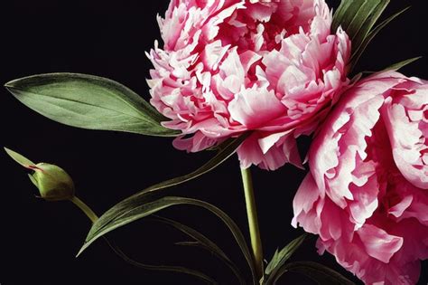 어두운 배경에 모란 꽃다발 Ai 생성 이미지