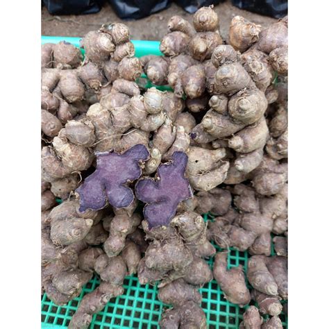 Jual Jahe Hitam 250gram Shopee Indonesia Jual Jahe Hitam 250gram Shopee Indonesia