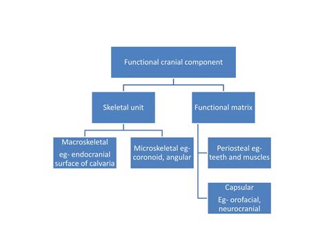 Functional Matrix Hypothesis Revisited Pptx