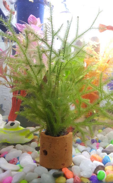 Tanaman Batang Keras Paket Isi 5pohon Tanaman Akuarium Paludarium Sudah Termasuk Pot Bisa Cod