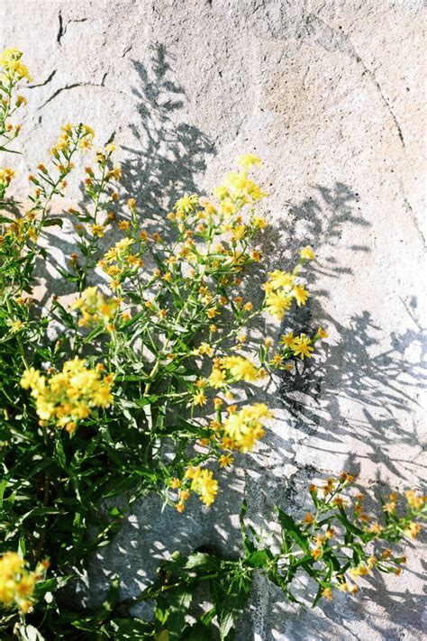 Links Small Things The Small Things Blog