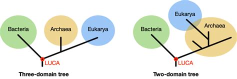 Bacteria Organize Dna By Folding Not Wrapping Mirage News