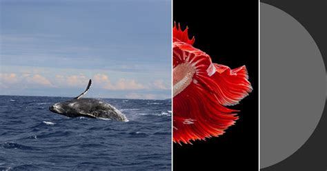 List Dast Curated By Janloo Medium