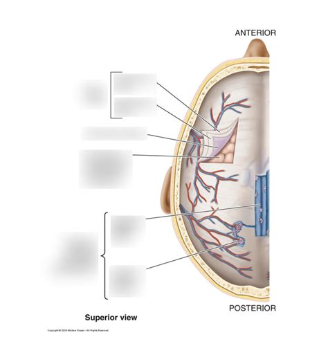 Exam 2 Cranial Meninges Diagram Quizlet