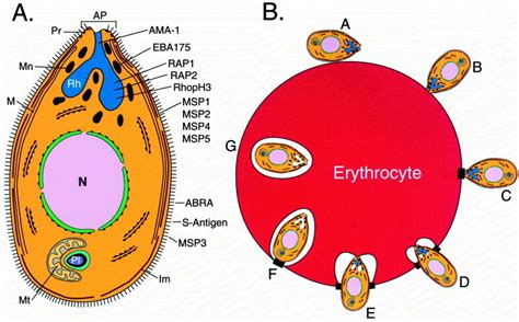 Plasmodium Labeled