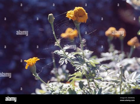 Cob Webs cob web ˈkäb ˌweb the network spread by a spider spiderweb tangles of the