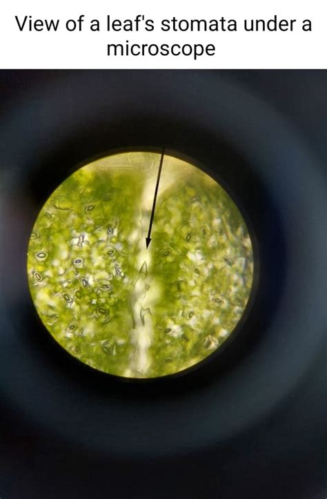 View Of A Leafs Stomata Under A Microscope Ifunny
