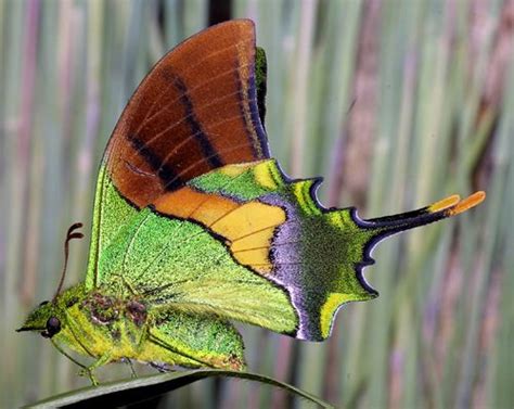7 Best Butterflies Emperor Of India Teinopalpus Imperialis Images