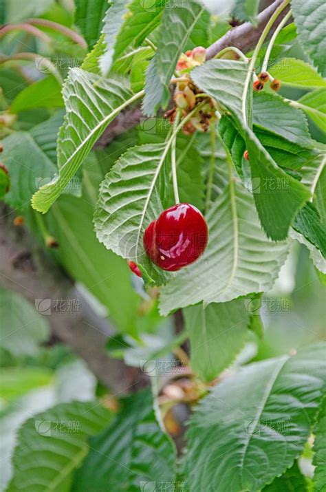 樱桃特写枝叶子绿色水果红色黑色垂直画幅无人素材 花瓣网