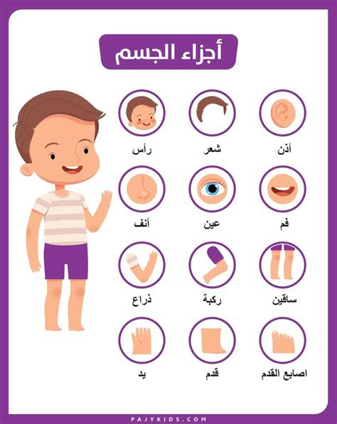 بطاقات تعليمية للأطفال اجزاء الجسم للاطفال بالعربيةpdf In 2024