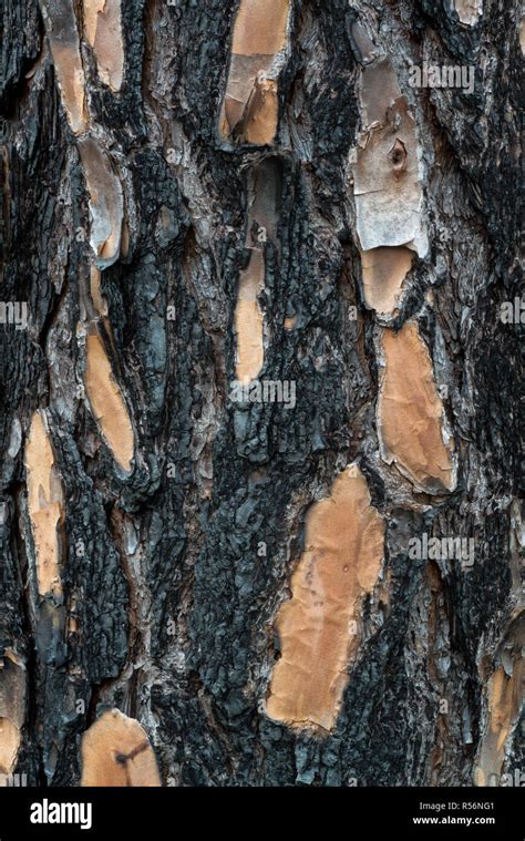 Close View Of The Bark Of A Longleaf Pine Tree Pinus Palustris