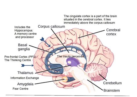 Amygdala Fight Or Flight Response 60 Photos