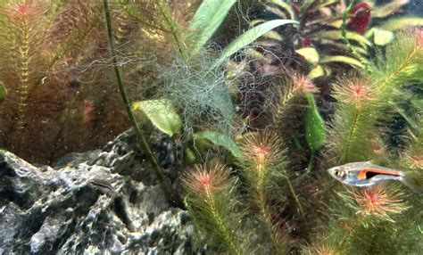 Algae Identification R Plantedtank