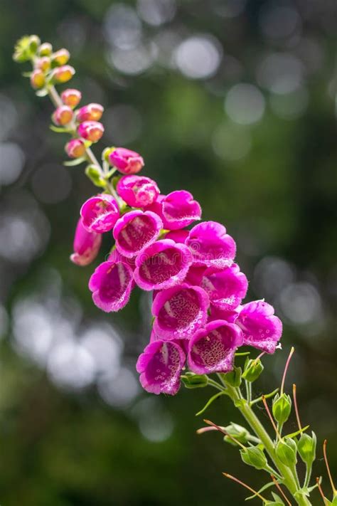 Pink Foxglove Flowers Plant With Blooming Flowers And Green Buds In A Meadow Close Up View