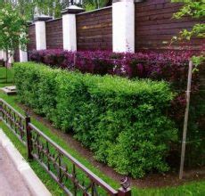 Зеленый забор: 80 фото лучших кустарников для создания ограждения