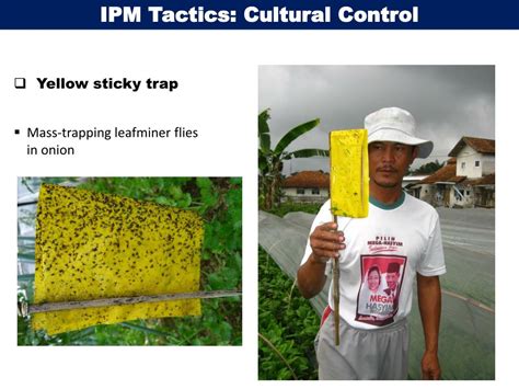 Ppt Ipm Tactics For Vegetable Crops In Indonesia Powerpoint