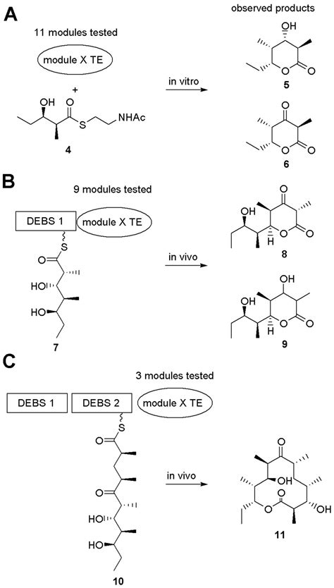Understanding Substrate Specificity Of Polyketide Synthase Modules By Generating Hybrid