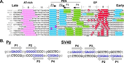 Polyomavirus Large T Antigen Binds Symmetrical Repeats At The Viral Origin In An Asymmetrical