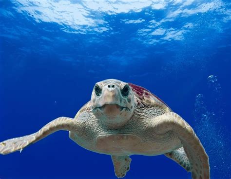Loggerhead Sea Turtle Worlds Second Largest Turtle Ocean Info