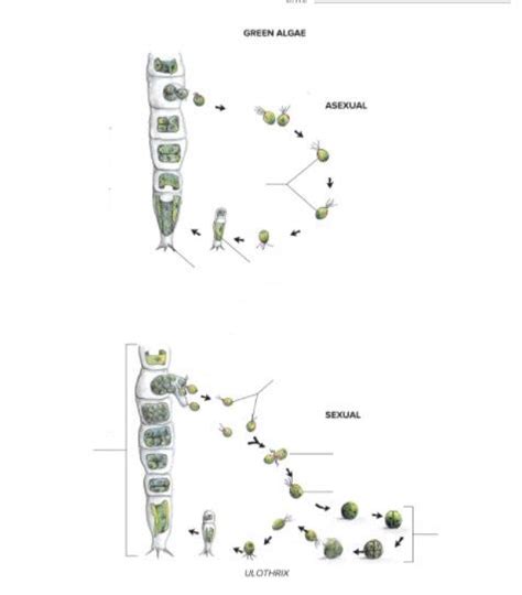 GREEN ALGAE ASEXUAL SEXUAL ULOTHRIX Chegg Com