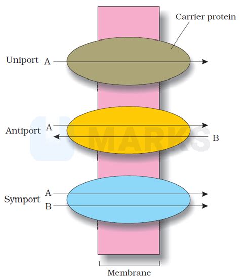Identify The Type Of Transport Labelled I Ii And Iii In The Diagram Given Below